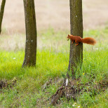 Gran Moravia hard cheese - Gran Moravia