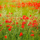 Homepage - Gran Moravia hard cheese