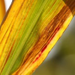 Gran Moravia hard cheese - Gran Moravia